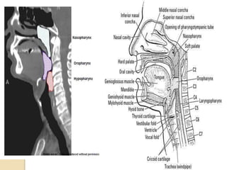 Ct ANATOMY HEAD AND NECK | PPTX