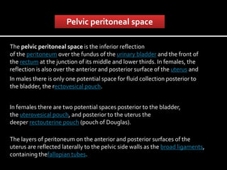 CT ABDOMEN ANATOMY | PPTX