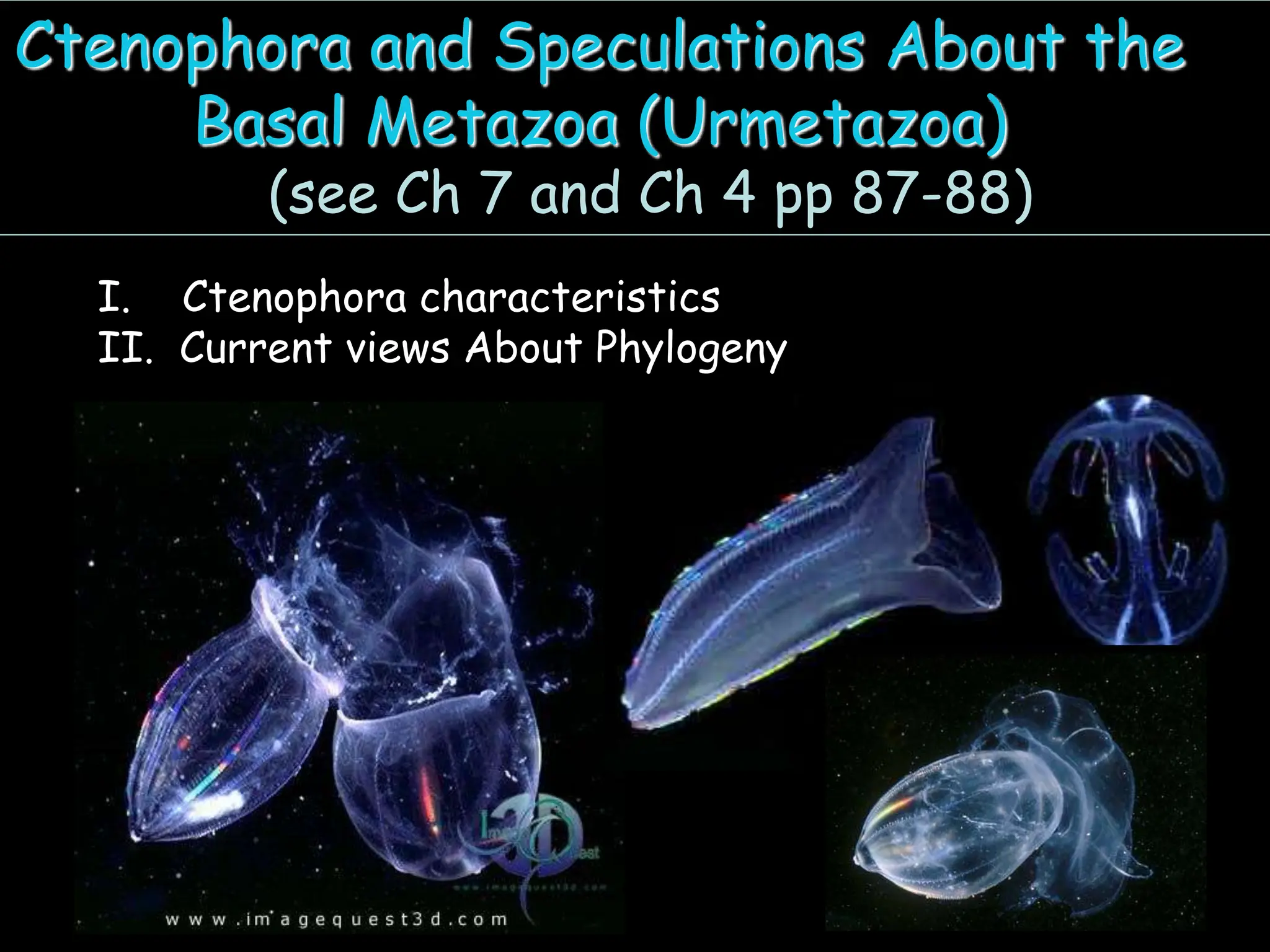 Ctenophores-Ctenophores-Ctenophores-.ppt