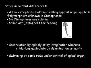 Ctenophores-Ctenophores-Ctenophores-.ppt
