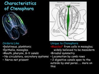Ctenophores-Ctenophores-Ctenophores-.ppt