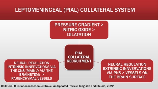 CTA Collateral Scoring system- RADIOLOGY 2 | PPTX | Brain and Nervous ...