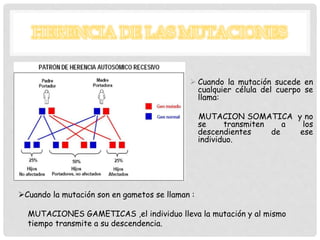 Mutacion, Sindromes y Enfermedades Geneticas en Humanos | PPTX