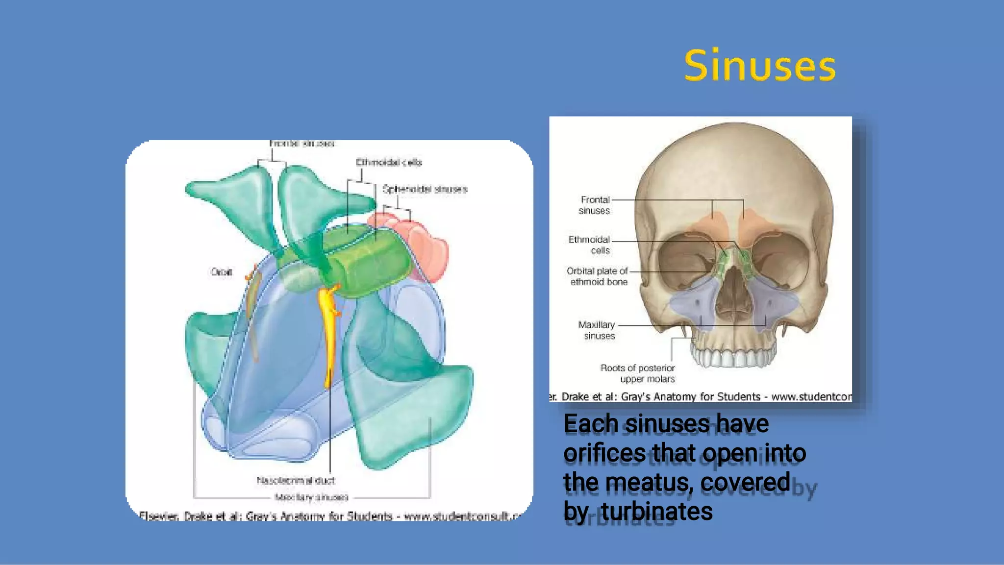 Ct anatomy of paranasal sinuses( PNS) pk.pdf ppt | PDF