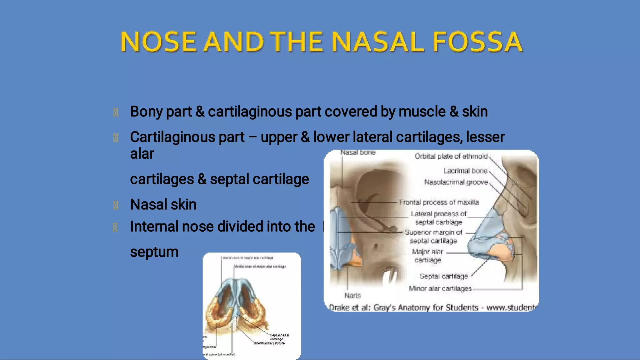 Ct anatomy of paranasal sinuses( PNS) pk.pdf ppt | PDF