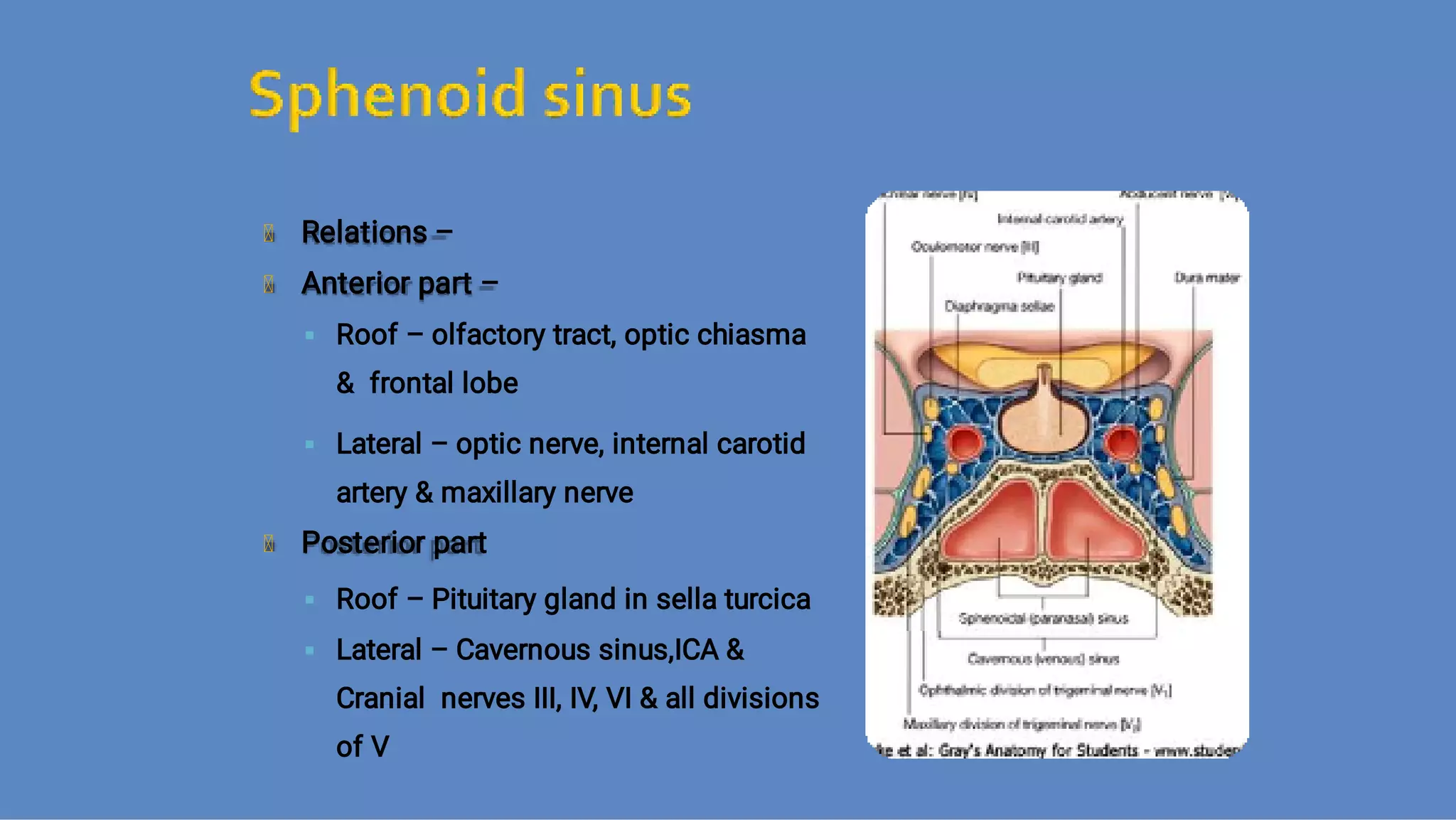 Ct anatomy of paranasal sinuses( PNS) pk.pdf ppt | PDF