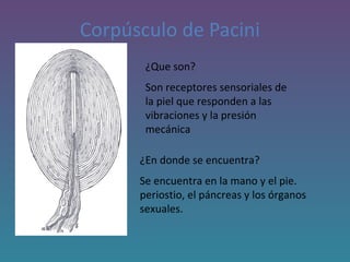 Receptores del cuerpo humano 4to a | PPT