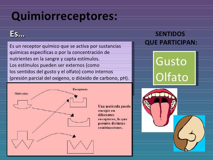 Receptores del cuerpo humano 4to a