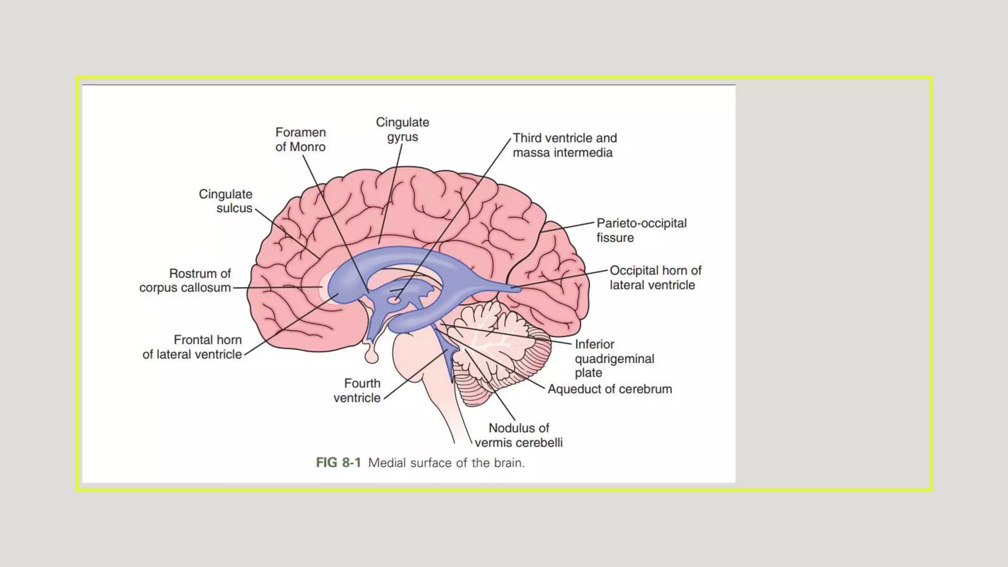 Radiological anatomy of brain.pptx