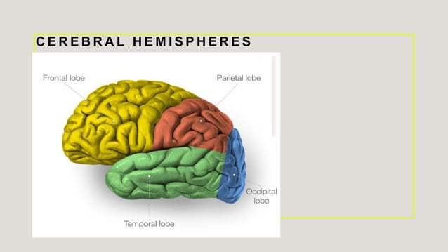 Radiological anatomy of brain.pptx | Brain and Nervous System Disorders | Diseases and Conditions