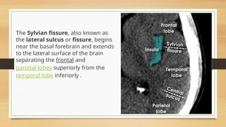 CT BRAIN(SKULL&LOBES) & CRANIOSYNOSTOSIS | PPTX