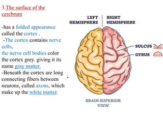 CT brain section1 by Dr Aya Ali Taha.pdf