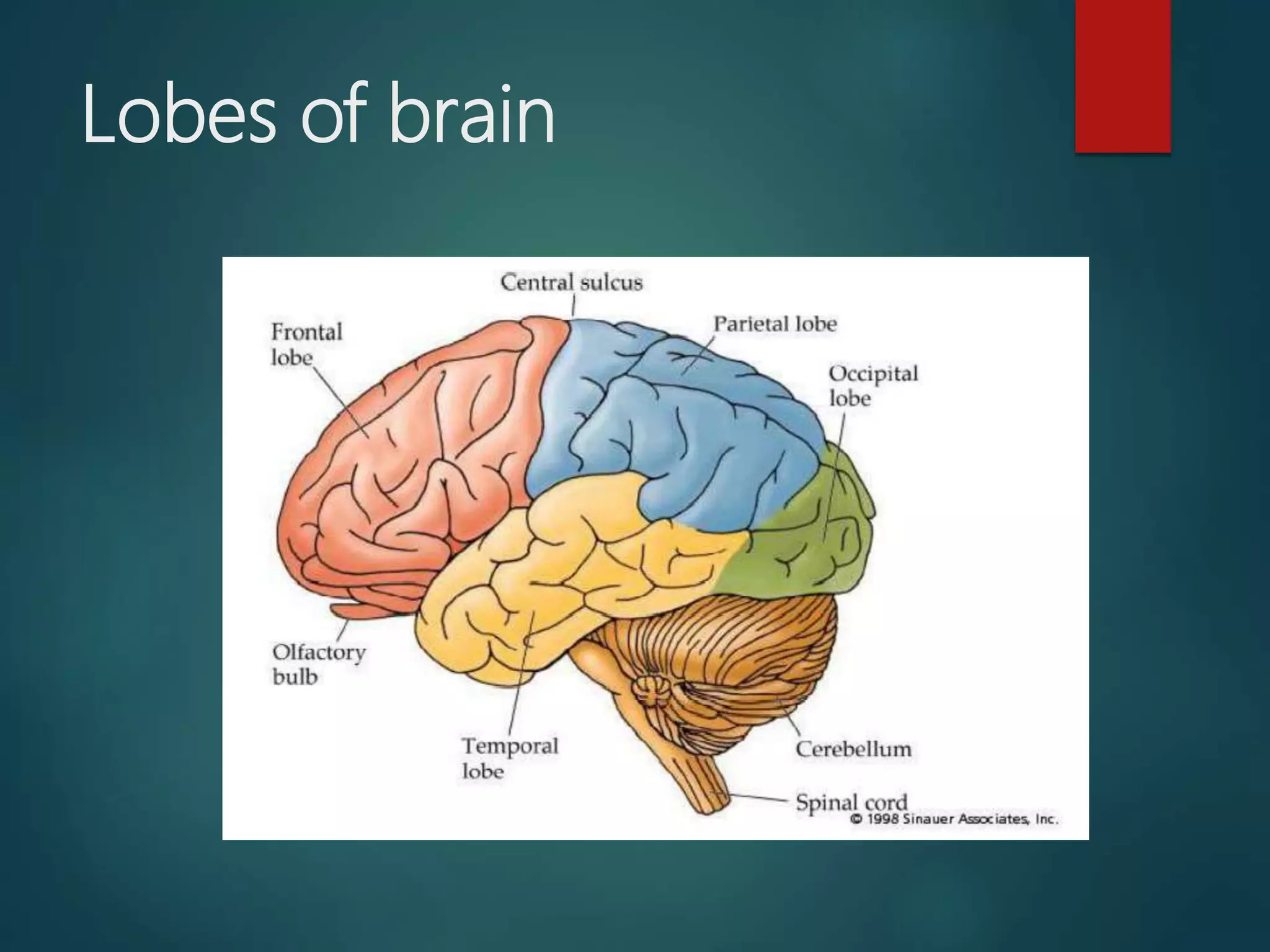 CT Brain interpretation | PPTX