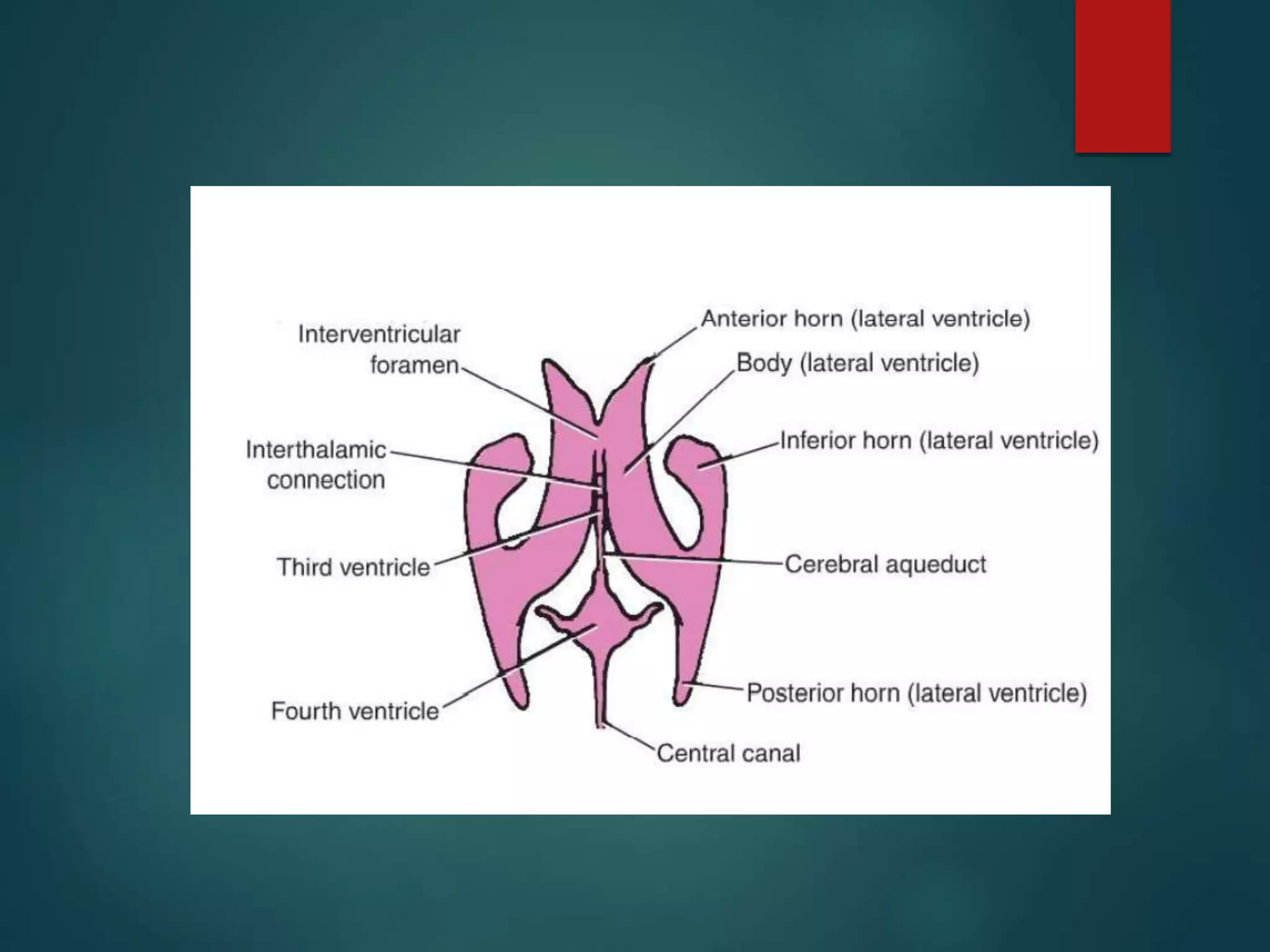 CT Brain interpretation | PPTX