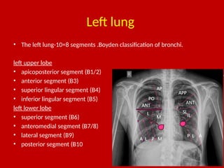 Basic interpretation of CT chest- identification of lobes and segments ...