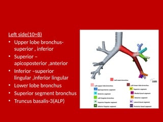 Basic interpretation of CT chest- identification of lobes and segments ...