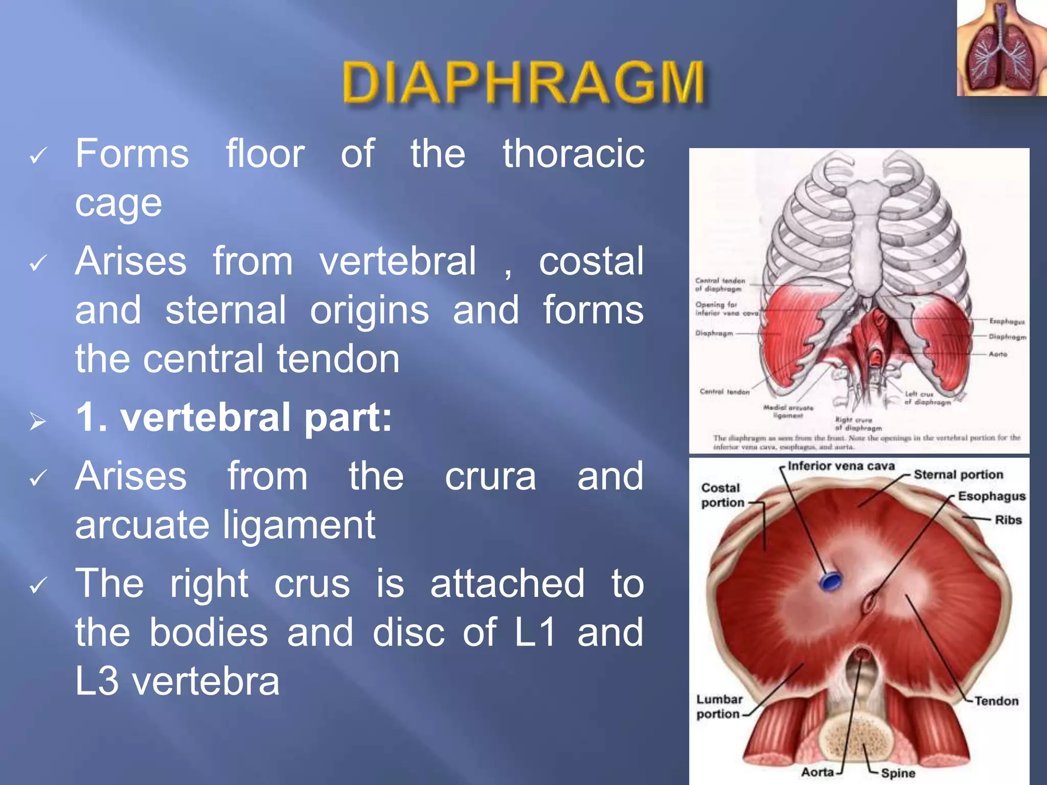 CT Procedure of Thorax (CT Chest) | PPTX