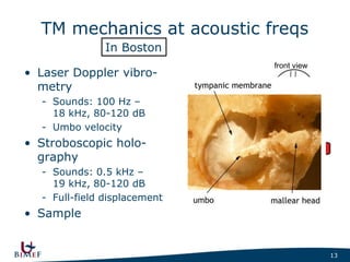 Study of middle ear mechanics at the Lab of Biomedical Physics: an ...