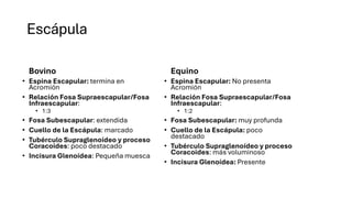 Cátedra 06 - Osteología Apendicular y Artrología Comparada.pdf