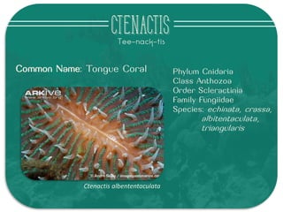 Ctenactis fungia coeloseris | PDF