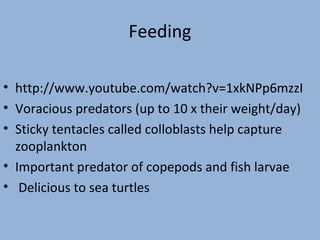 Ctenophora | PPT