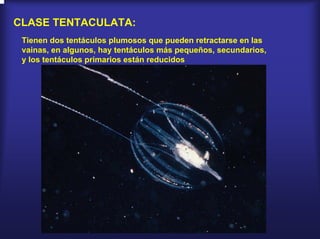 Ctenophora laboratorio para alumnos | PDF
