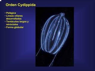 Ctenophora laboratorio para alumnos | PDF