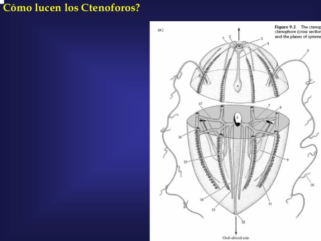 Ctenophora teoria