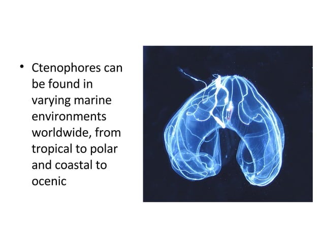 Ctenophores | PPT