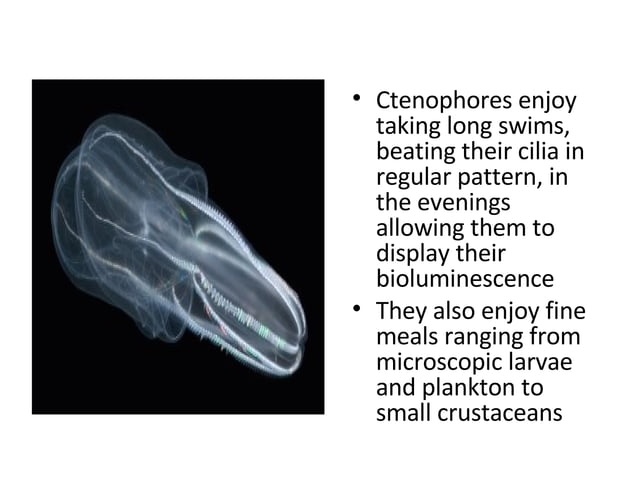 Ctenophores | PPT