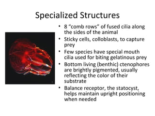 Ctenophores | PPT