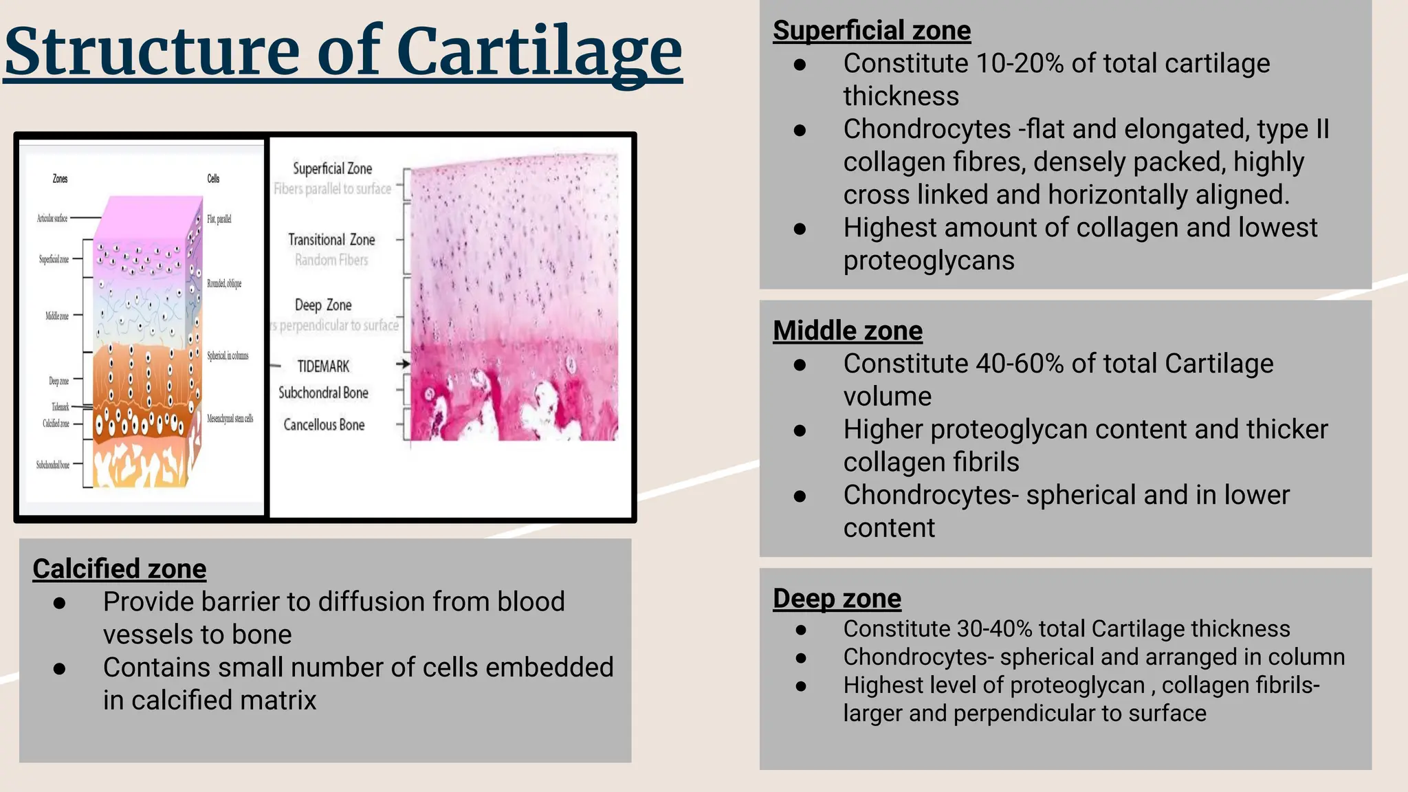 CTE ppt on CARTILAGE TISSUE ENGINEERING.pdf