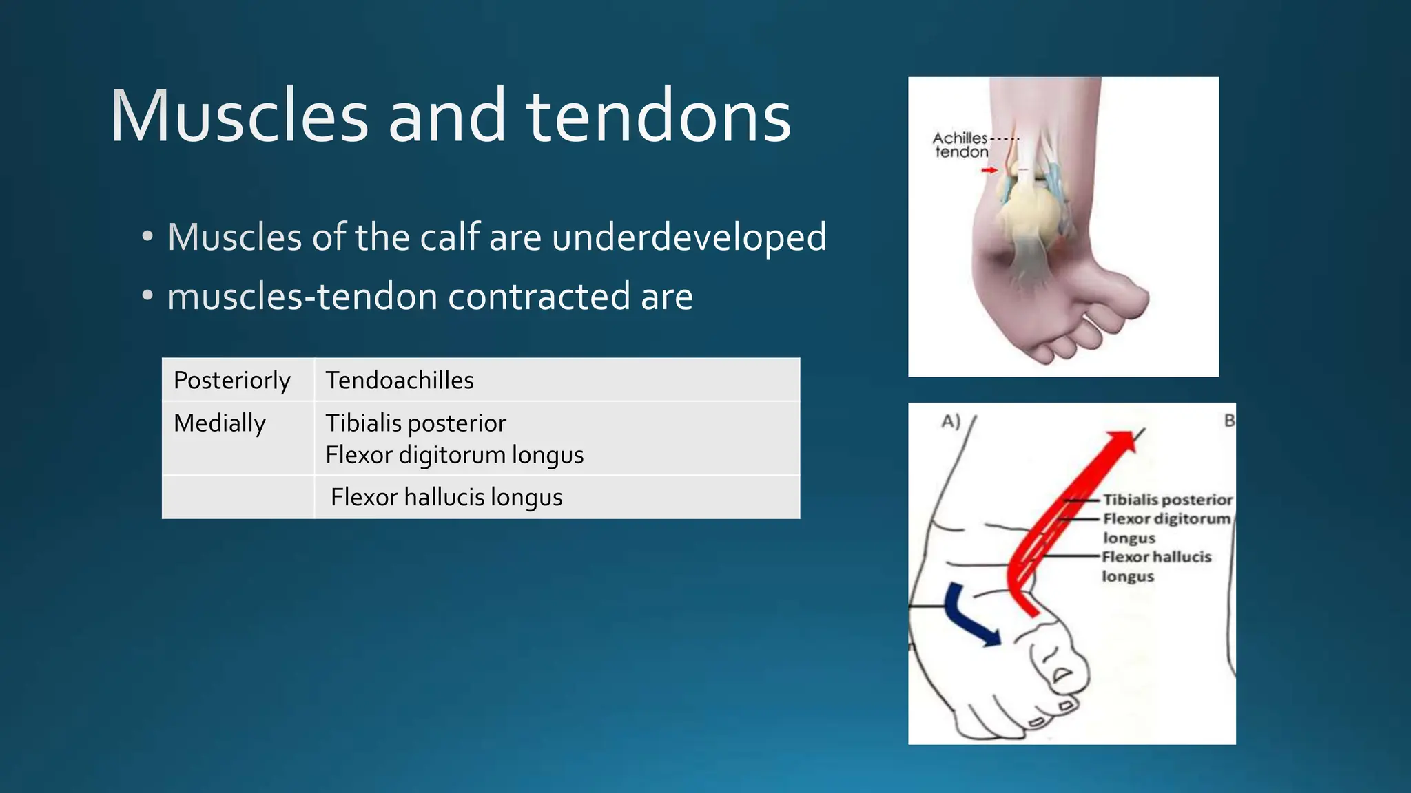 CTEV PATHOANATOMY.pptx