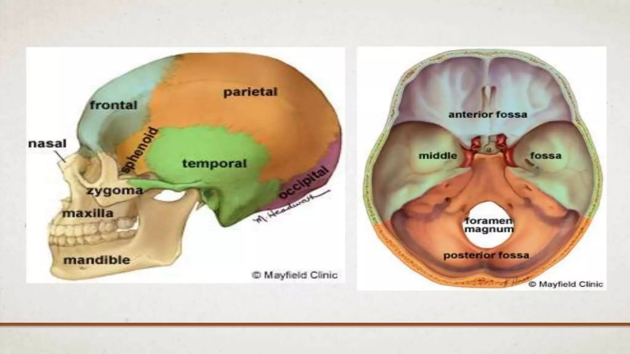 Brain ct scan (anatomy and physiology) | PPT