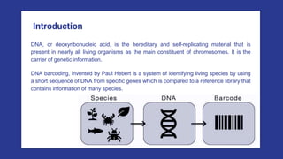 C the King HS project.pptx