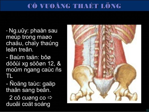 Cơ thành bụng, ống bẹn