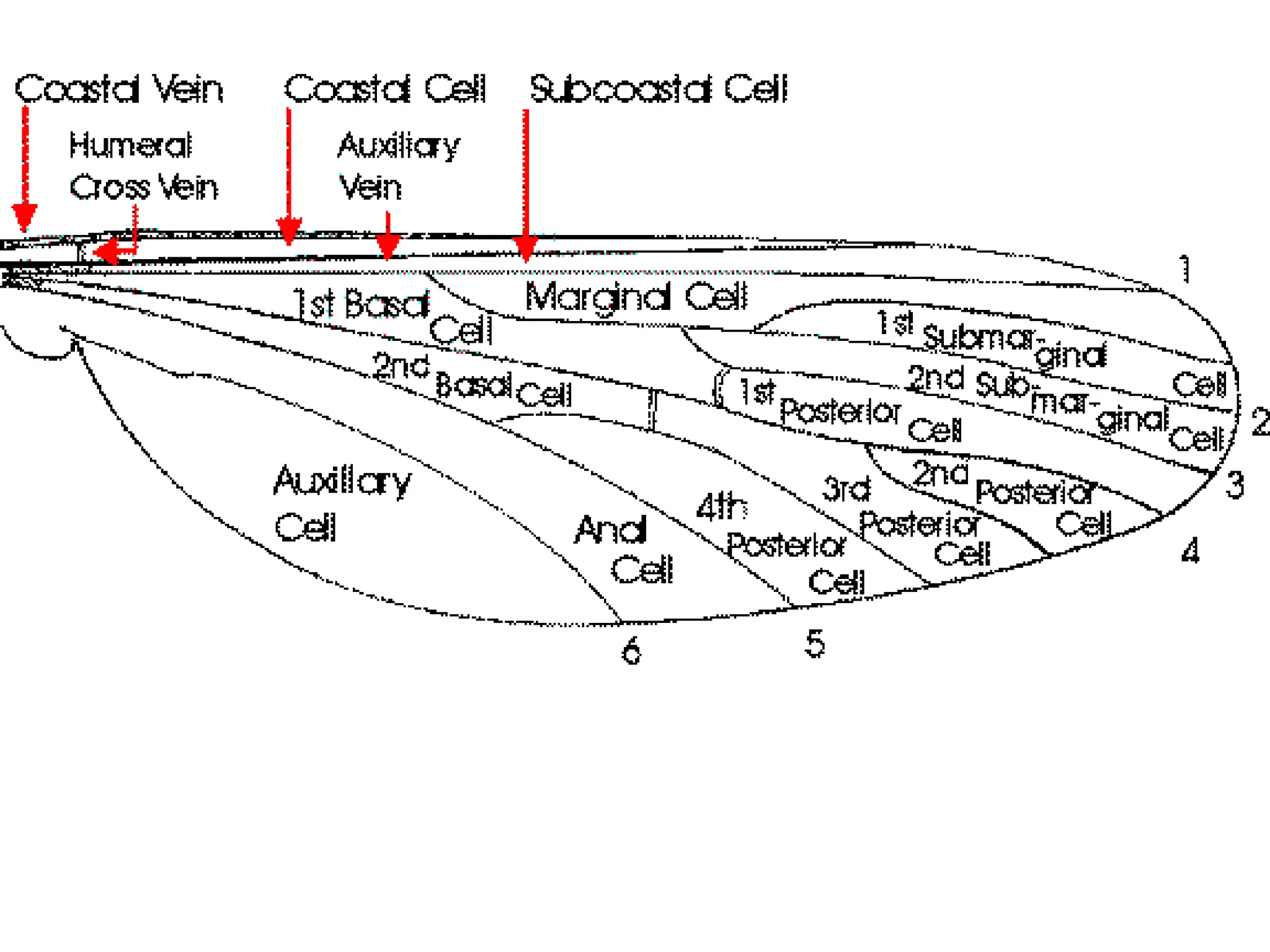 (C) Thorax &Wings. Of arthropods insects | PPT