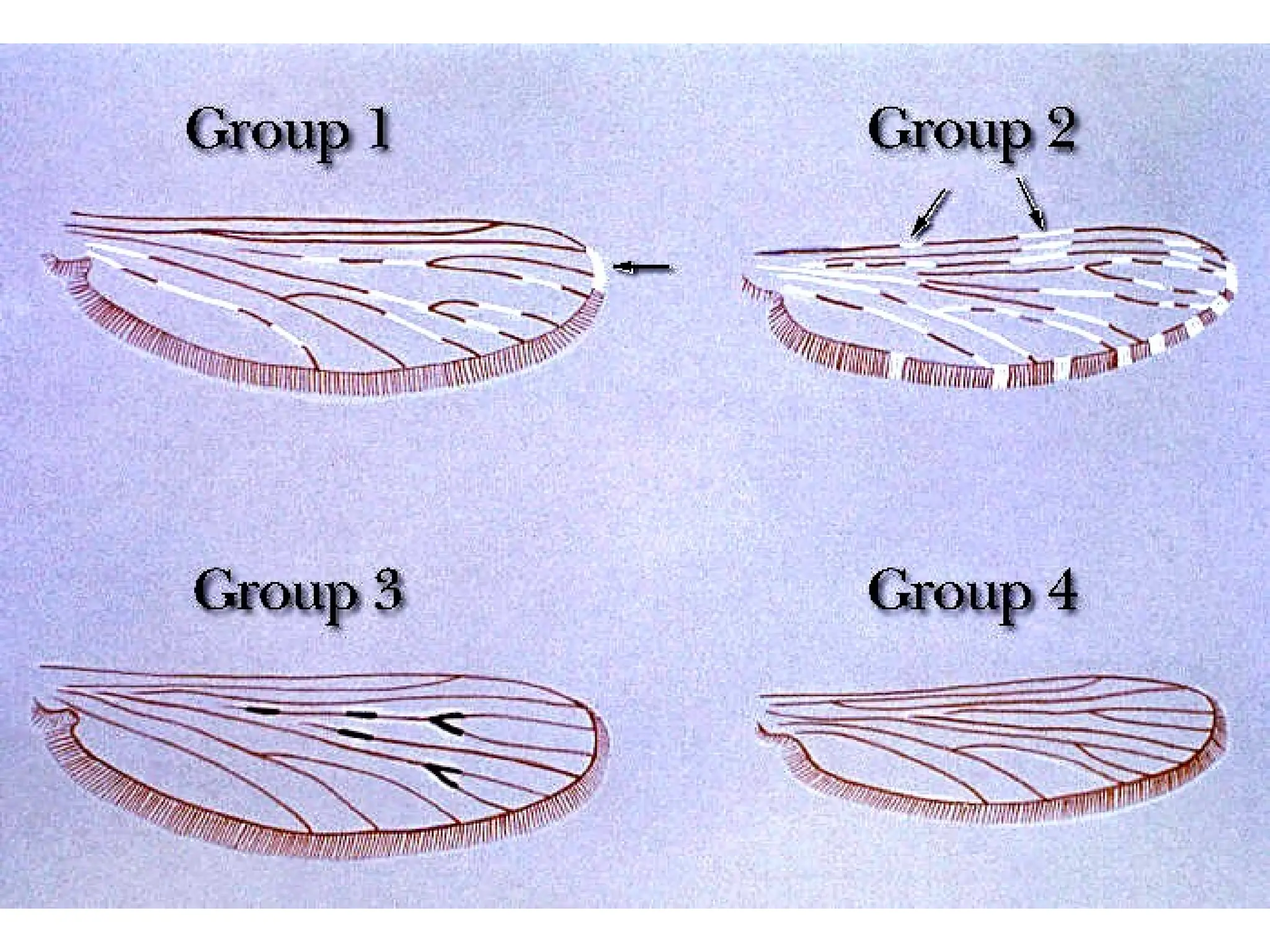 (C) Thorax &Wings. Of arthropods insects | PPT