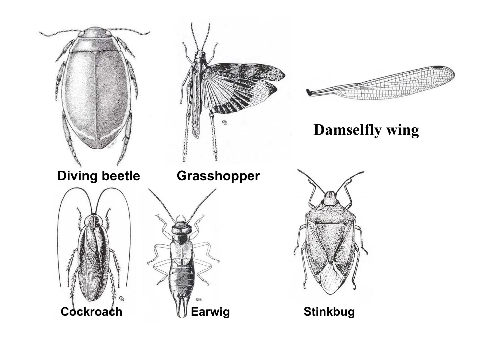 (C) Thorax &Wings. Of arthropods insects | PPT