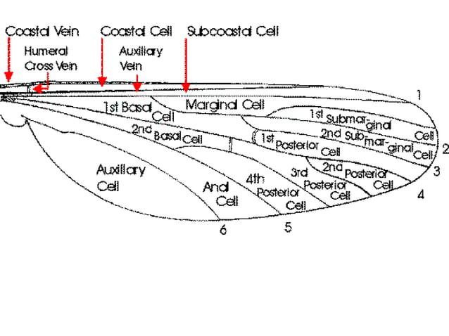 (C) Thorax &Wings. Of arthropods insects | PPT