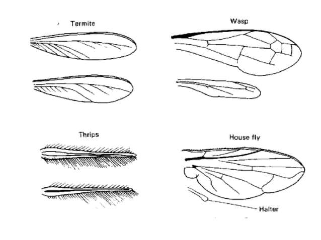 (C) Thorax &Wings. Of arthropods insects | PPT