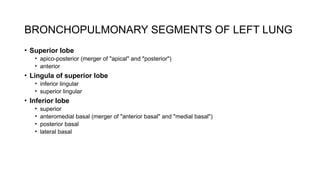 CT LUNG BRONCHO PULMONARY SEGMENTS ANATOMY.pptx