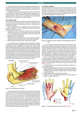 Cto anatomia | PDF