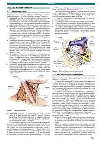 Cto anatomia | PDF