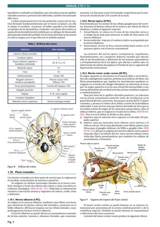 Cto anatomia | PDF