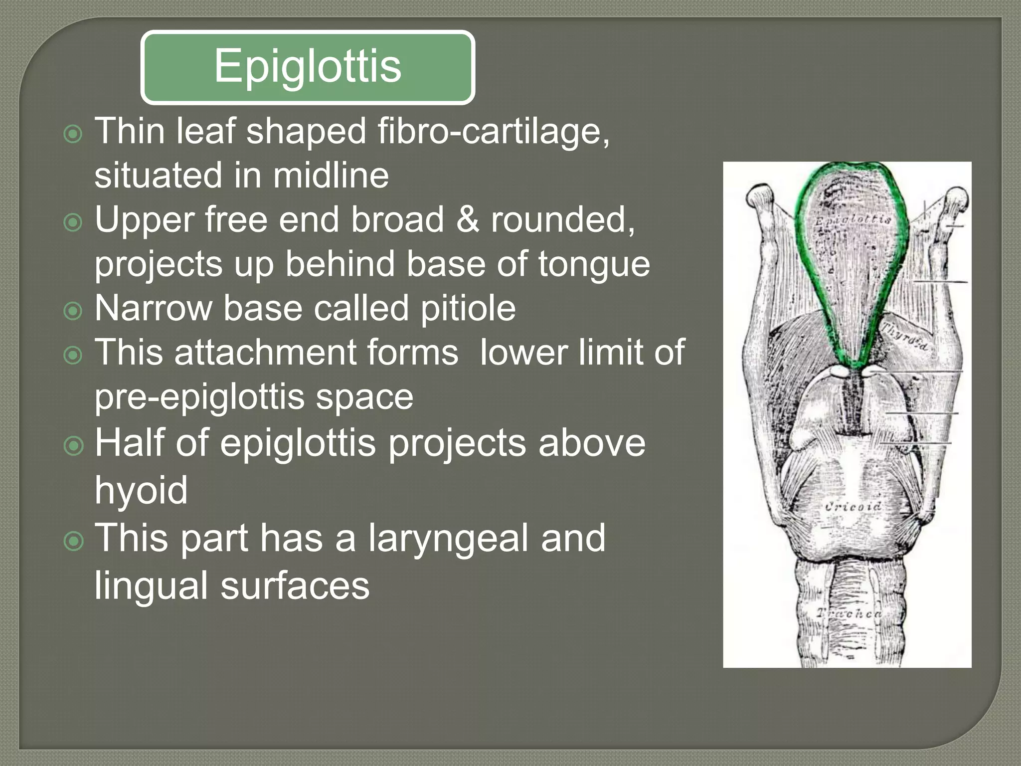Ct of the larynx | PPTX