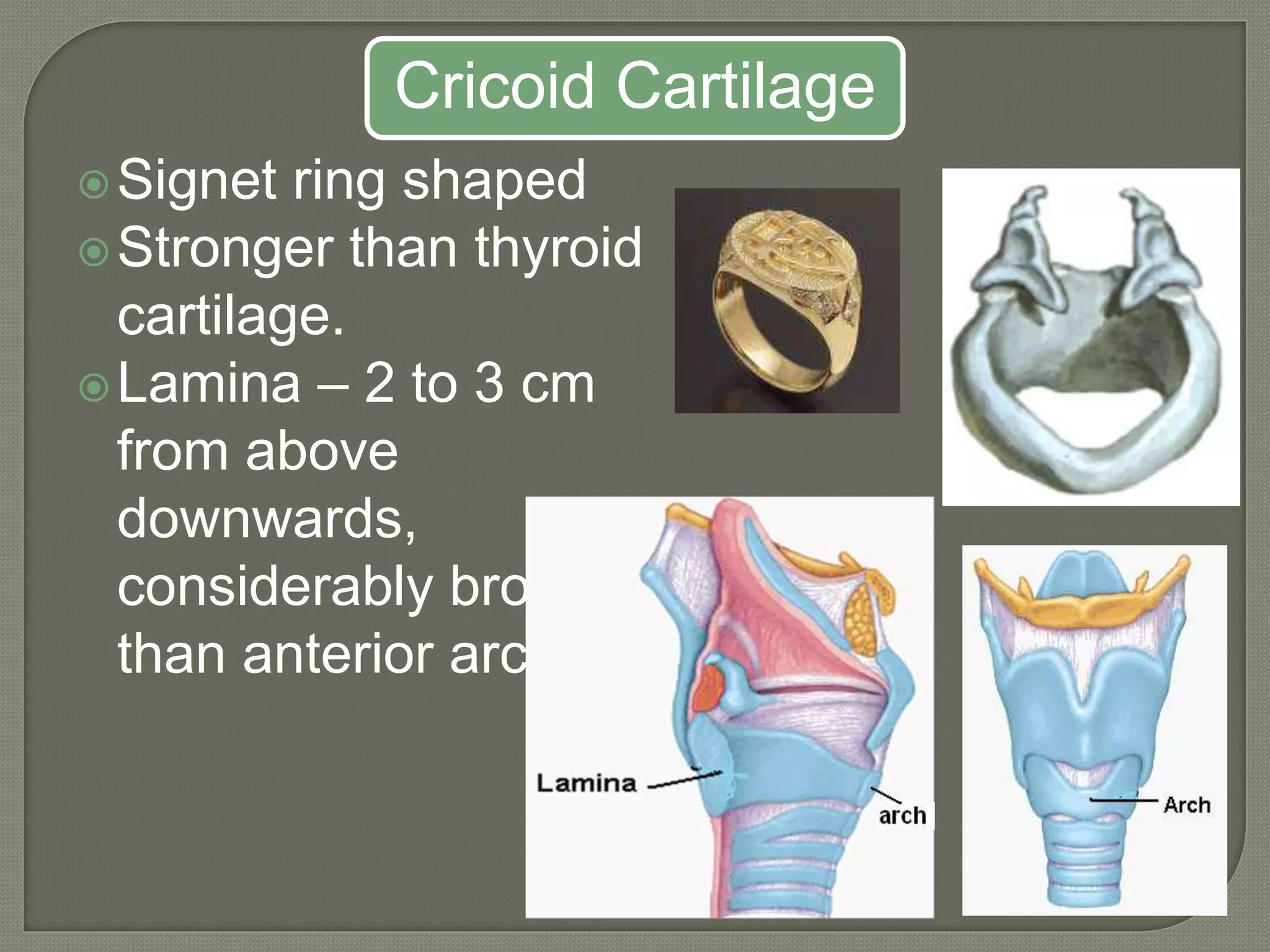 Ct of the larynx | PPTX