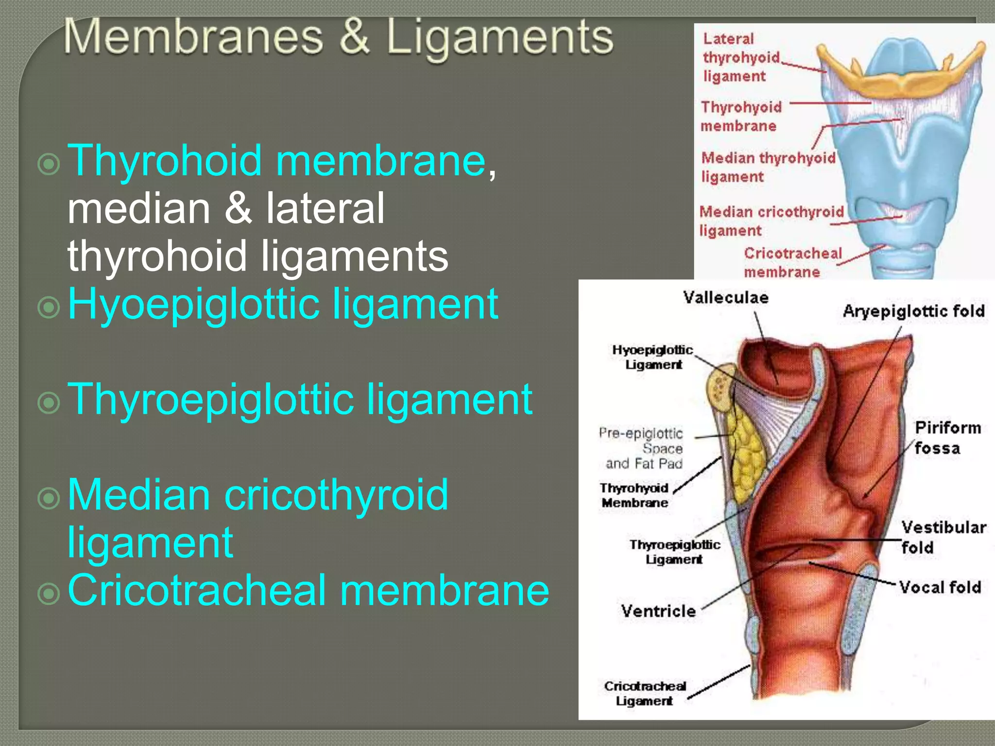 Ct of the larynx | PPTX