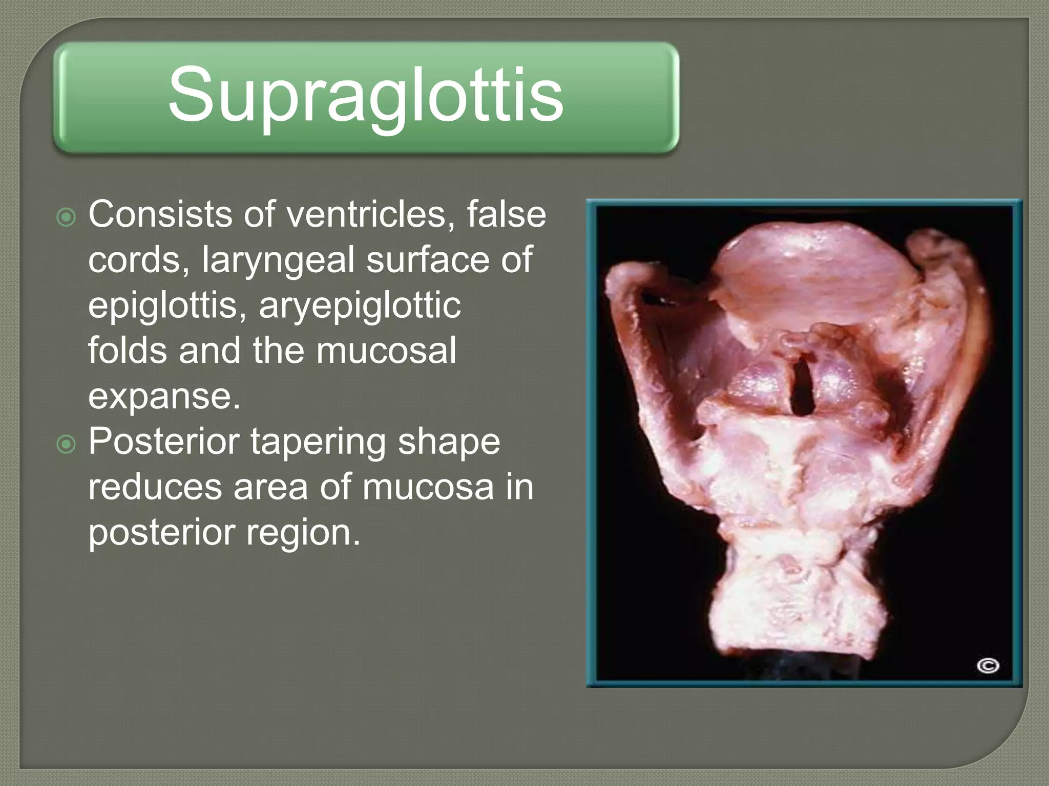 Ct of the larynx | PPTX