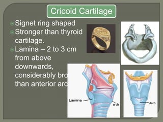 Ct of the larynx | PPTX